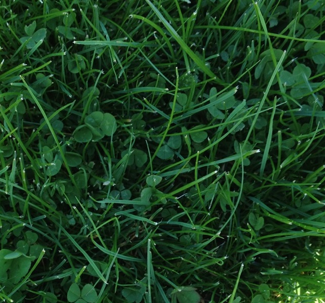 Modernisation et rénovation de jardin Fontenilles - Brin de Nature